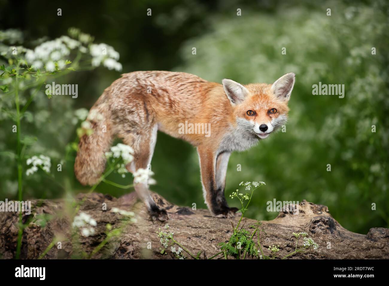Close up of a Red fox (Vulpes vulpes) standing on a fallen tree in a ...