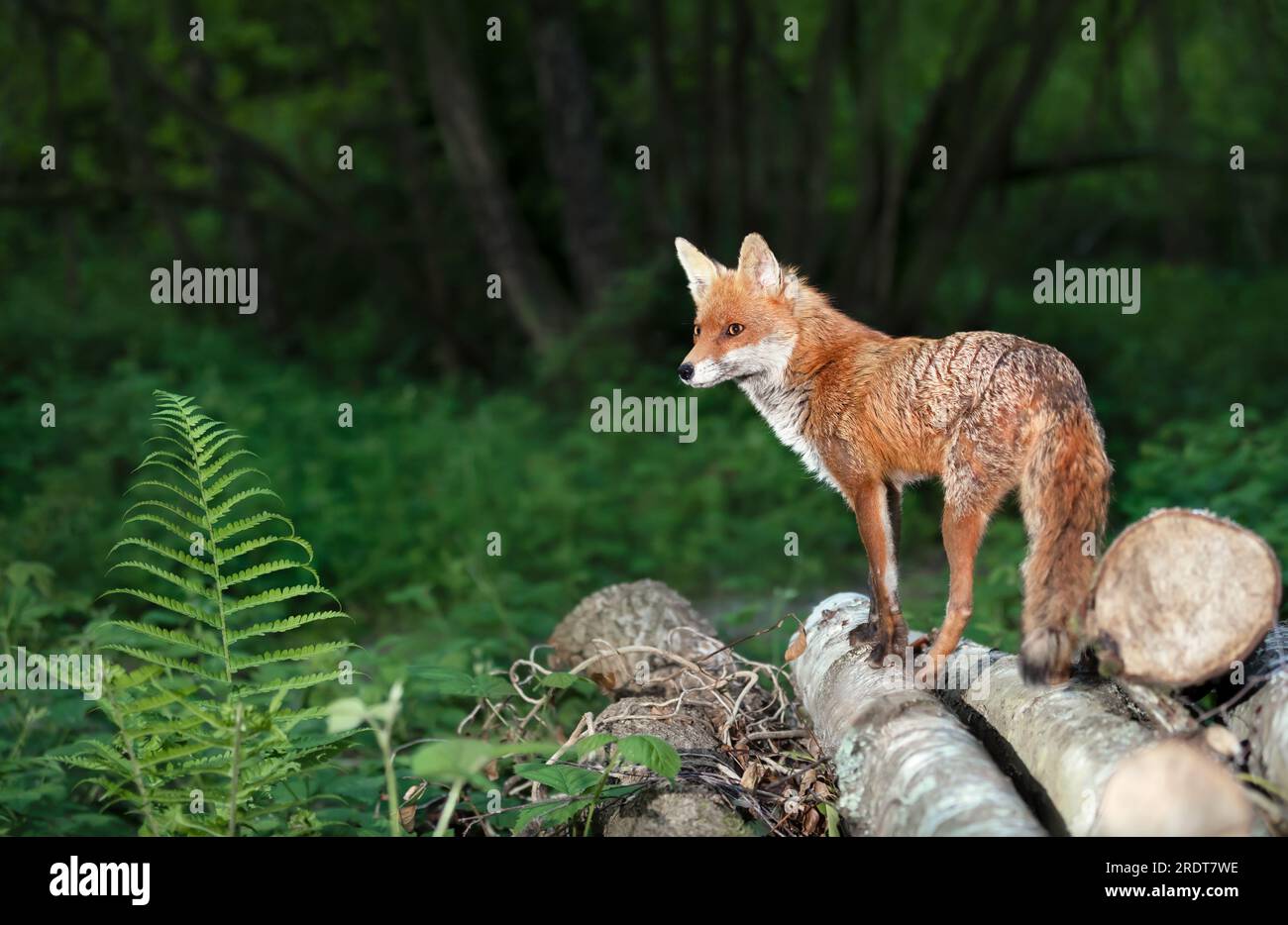 Red fox standing on tree hi-res stock photography and images - Alamy