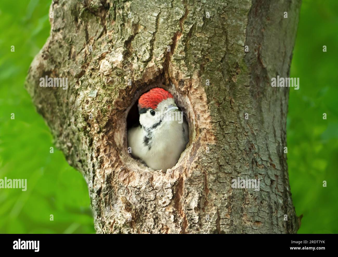 Close-up of a juvenile great spotted woodpecker sitting in a tree hole ...
