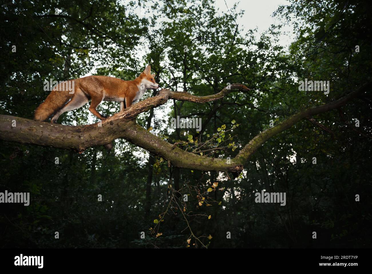 Close-up of a Red fox (Vulpes vulpes) standing on a tree branch in a ...
