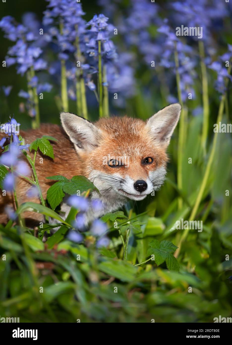 British red fox spring flowers hi-res stock photography and images - Alamy