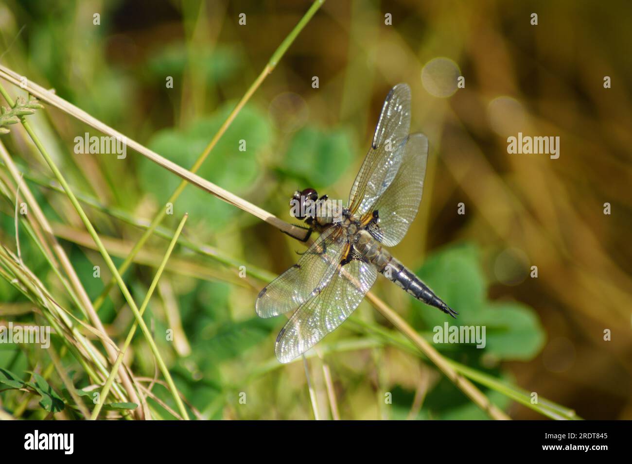 Four-spotted dragonfly Libellula quadrimaculata sunning itself on a ...