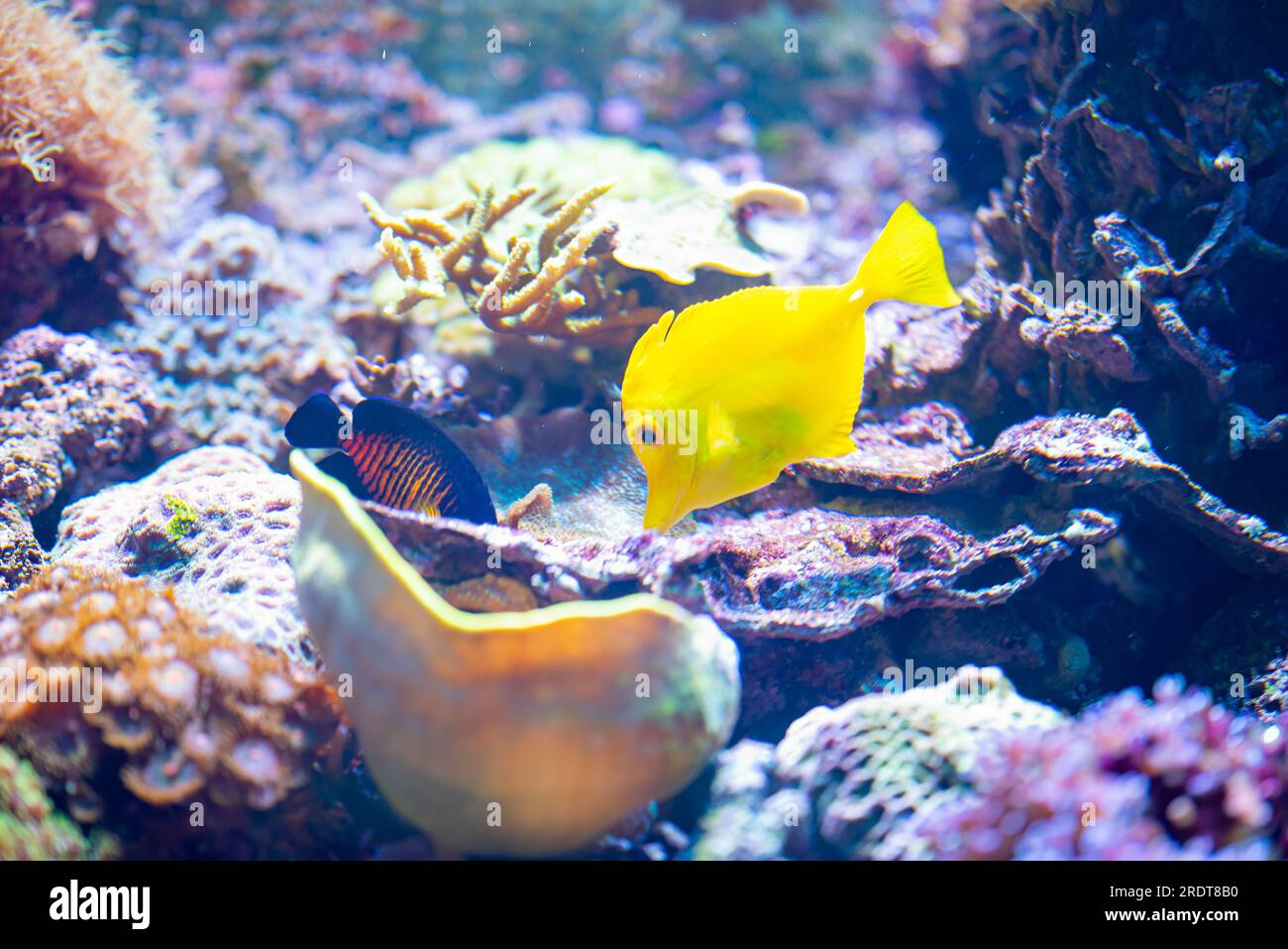 Bright yellow tang fish swims hi-res stock photography and images - Alamy