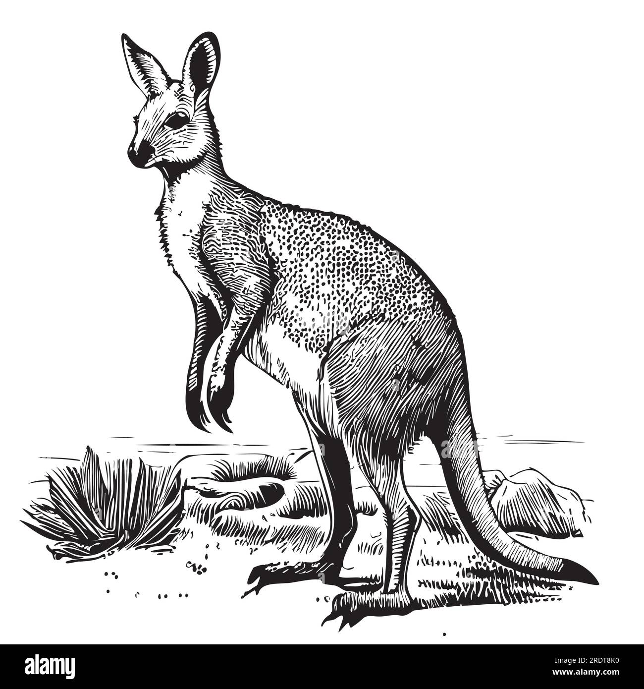 Kangaroo animal hand drawn sketch Vector illustration ZOO Stock Vector ...