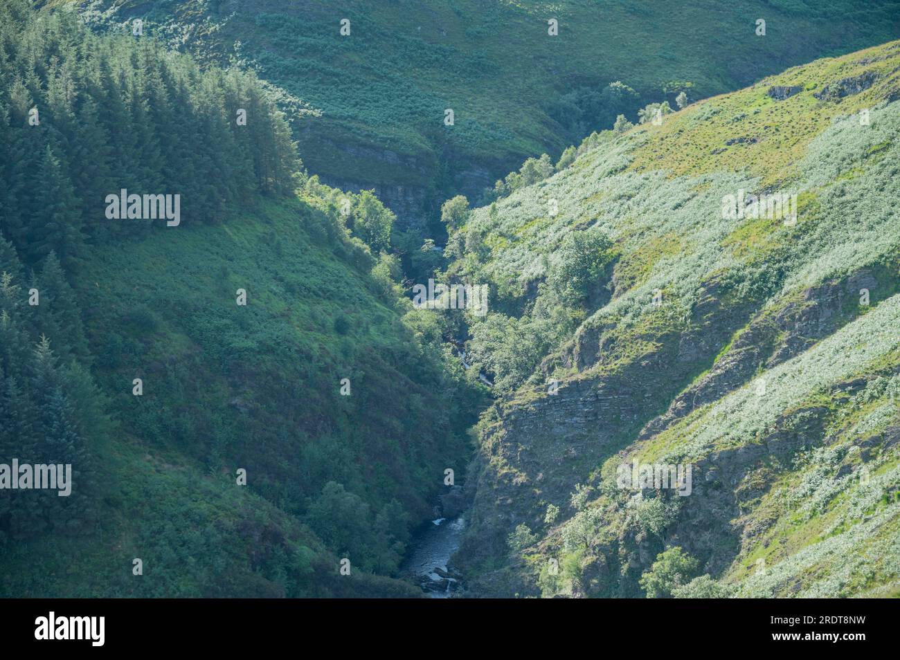 Confluence of the Pysgotwr Fach and Fawr in the deeply incised river ...