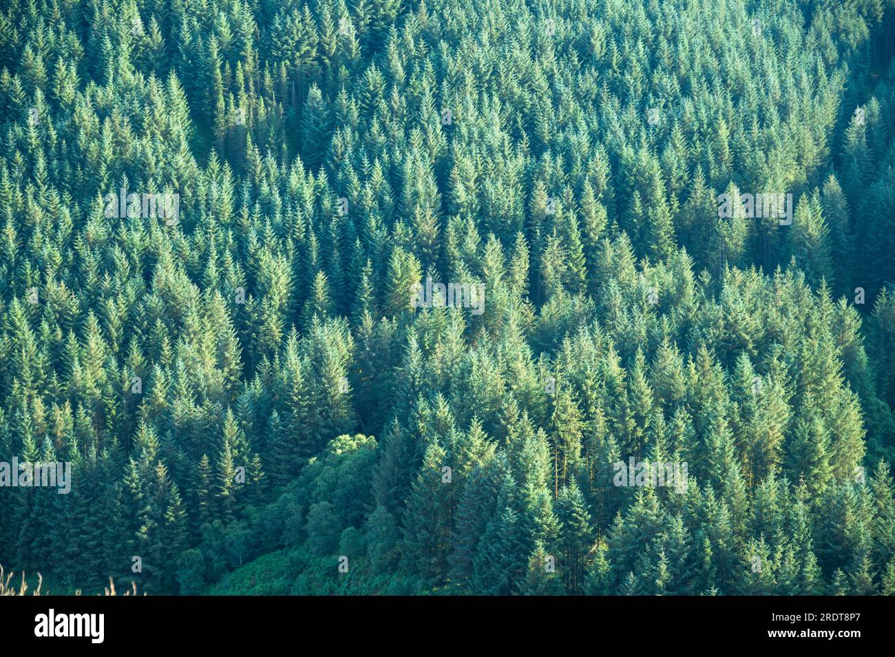 Non native forest hi-res stock photography and images - Alamy