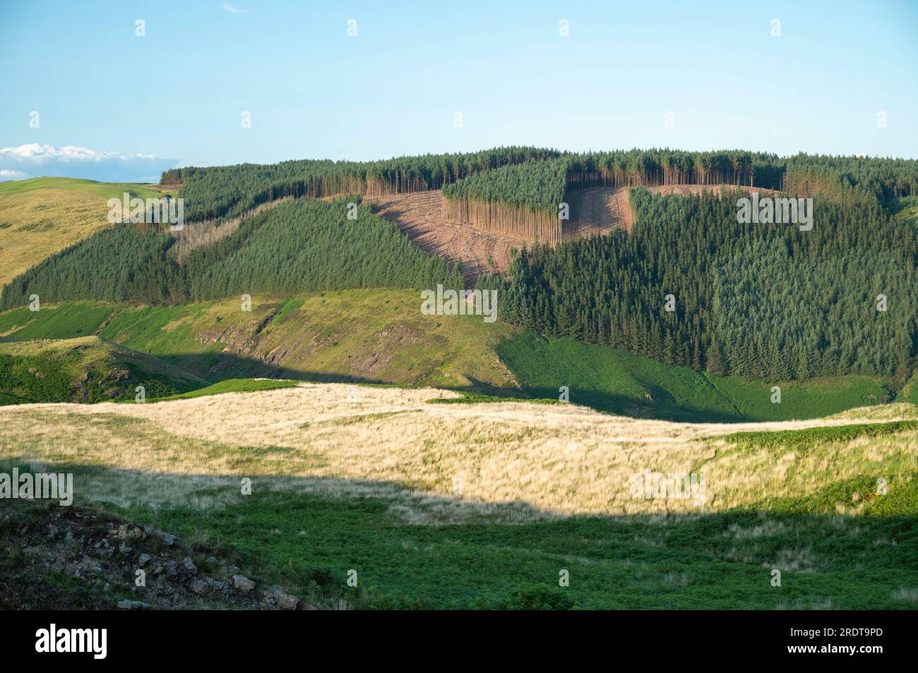 Clearfell forestry above the Afon Doethie, Mid-Wales, UK Stock Photo ...