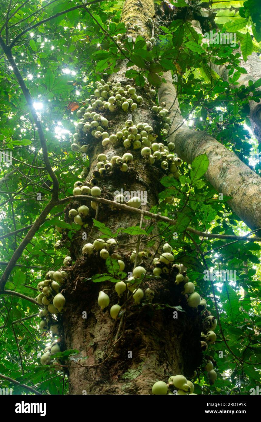 Phaleria clerodendron, scented daphne, scented phaleria, rosy apple ...