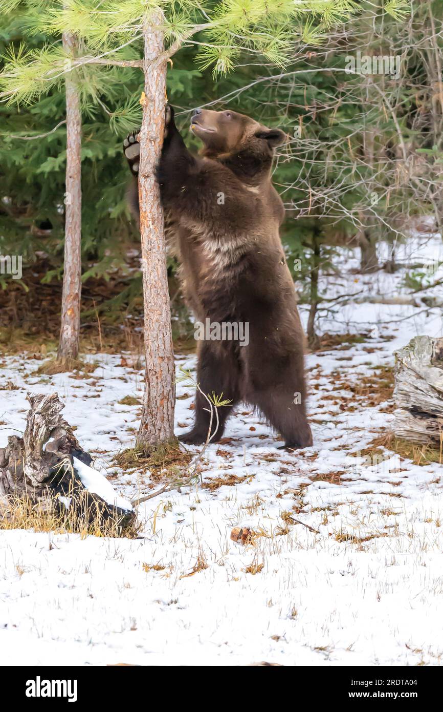 A Grizzly Bear enjoys the winter weather in Montana Stock Photo - Alamy