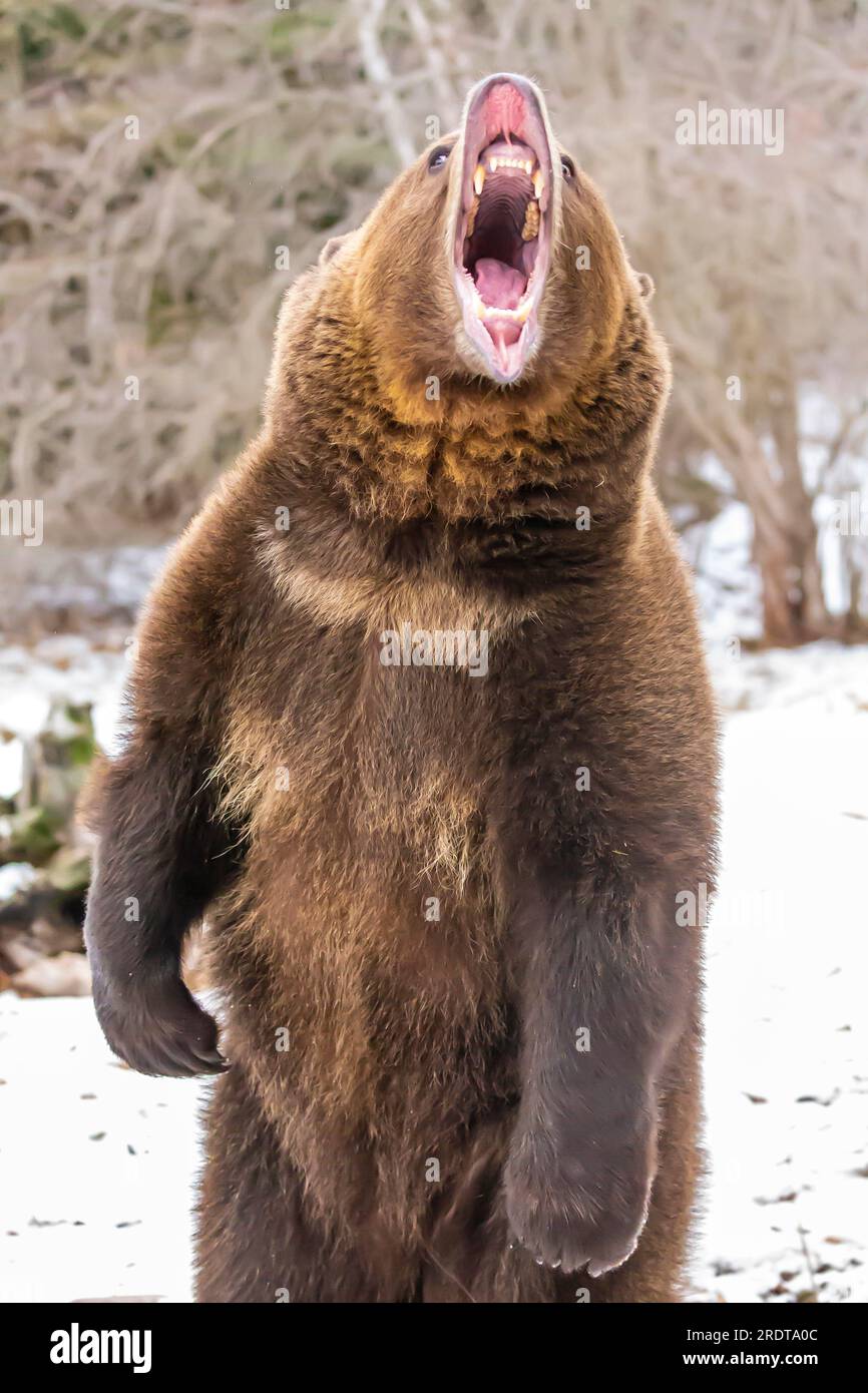 A Grizzly Bear enjoys the winter weather in Montana Stock Photo - Alamy