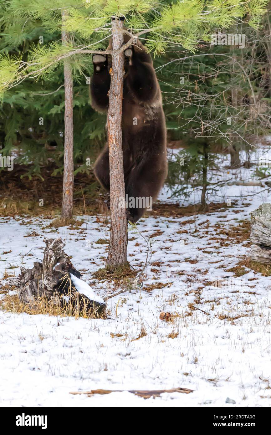A Grizzly Bear enjoys the winter weather in Montana Stock Photo - Alamy