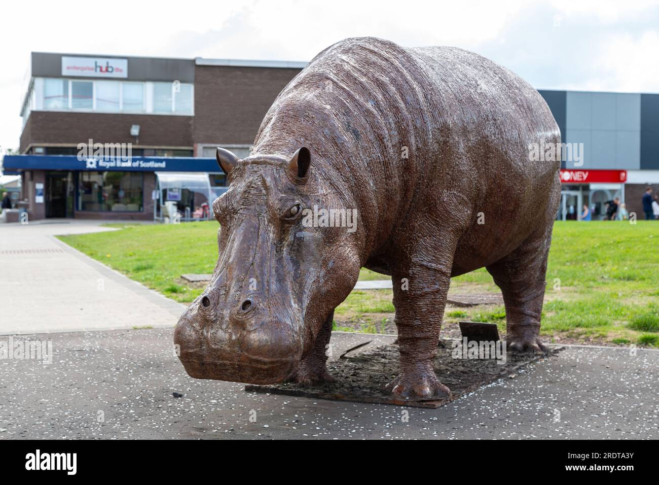 Life-size hippopotamus by artist Rory Thomas outside the Kingdom ...