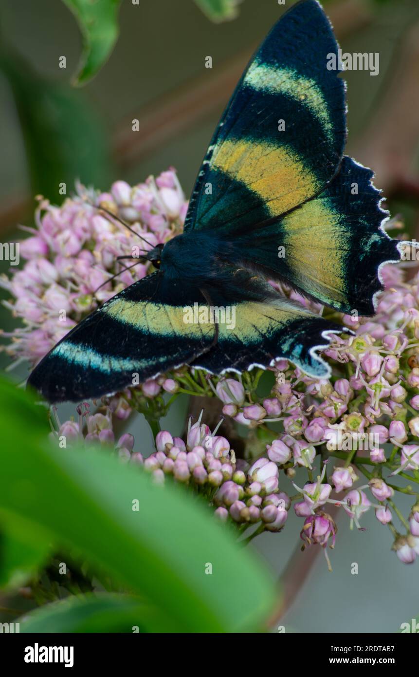 Flying moth hi-res stock photography and images - Alamy