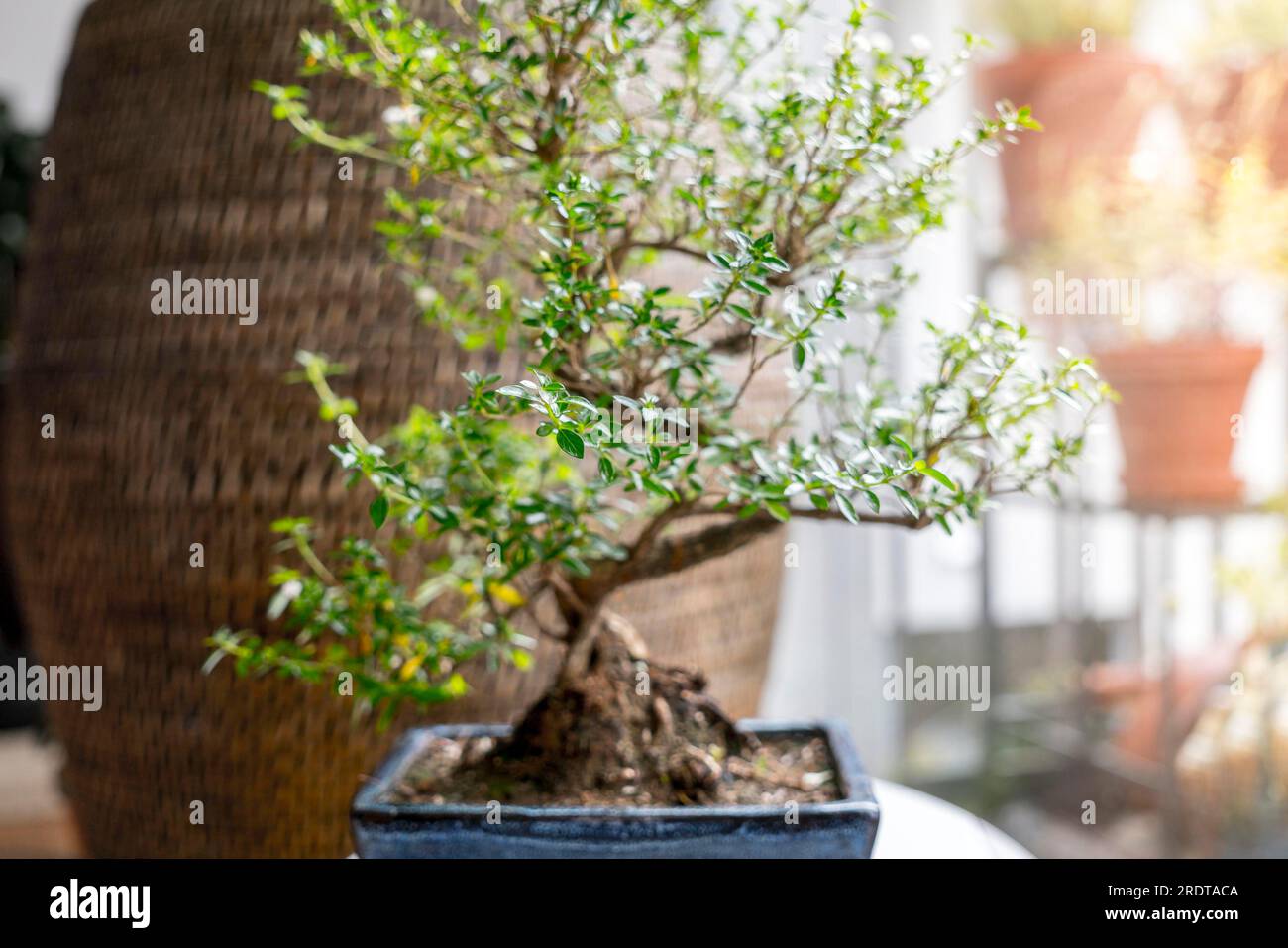 Little bonsai tree in a room Stock Photo - Alamy