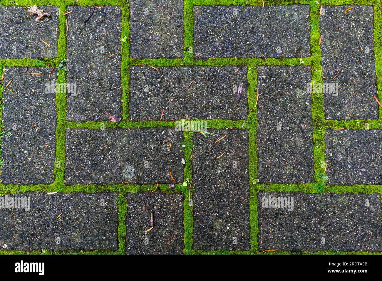 Pedestrian tile with moss growing through the joints Stock Photo - Alamy