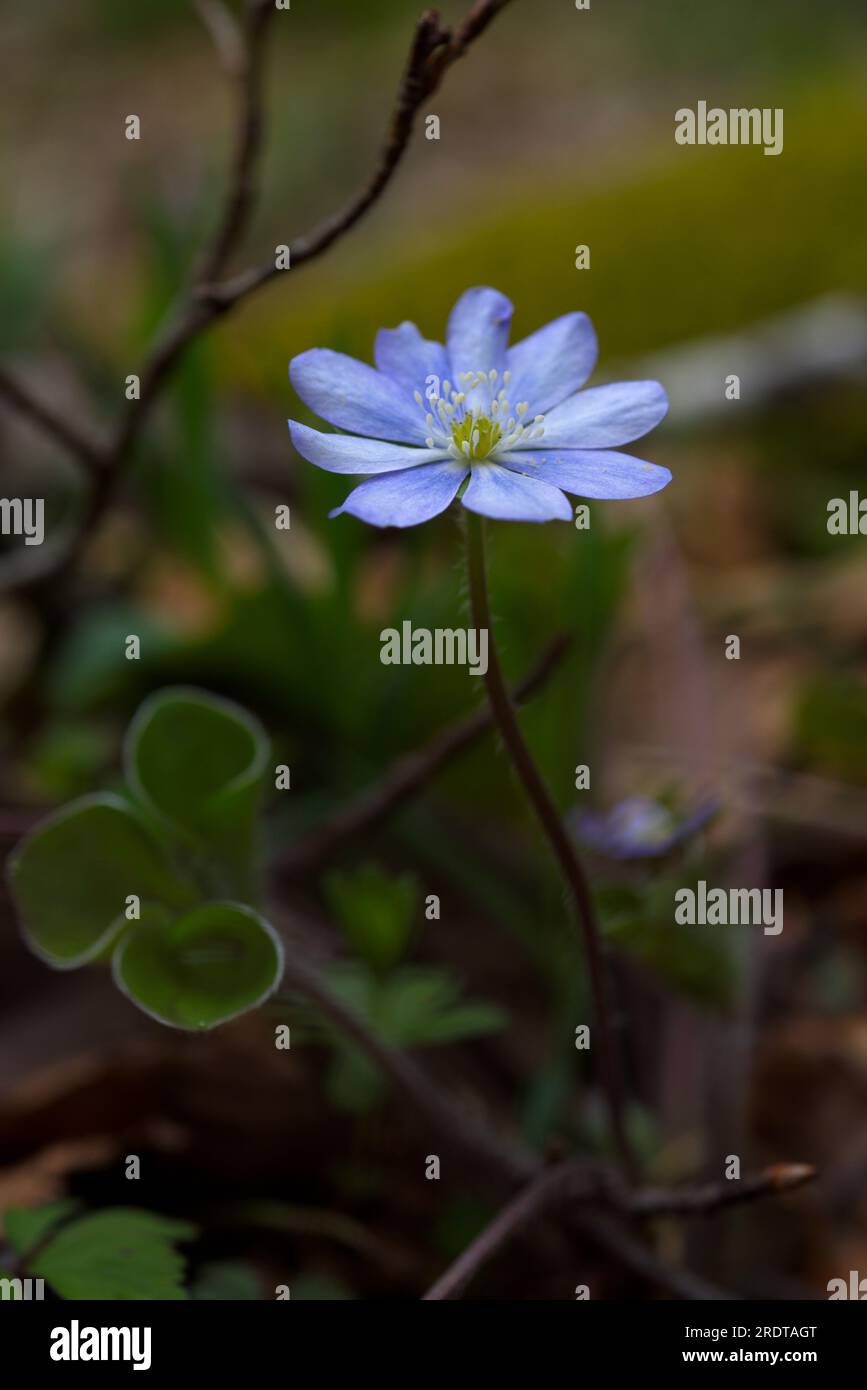 A picture of Anemone hepatica Una foto de Anemone hepatica Stock Photo ...