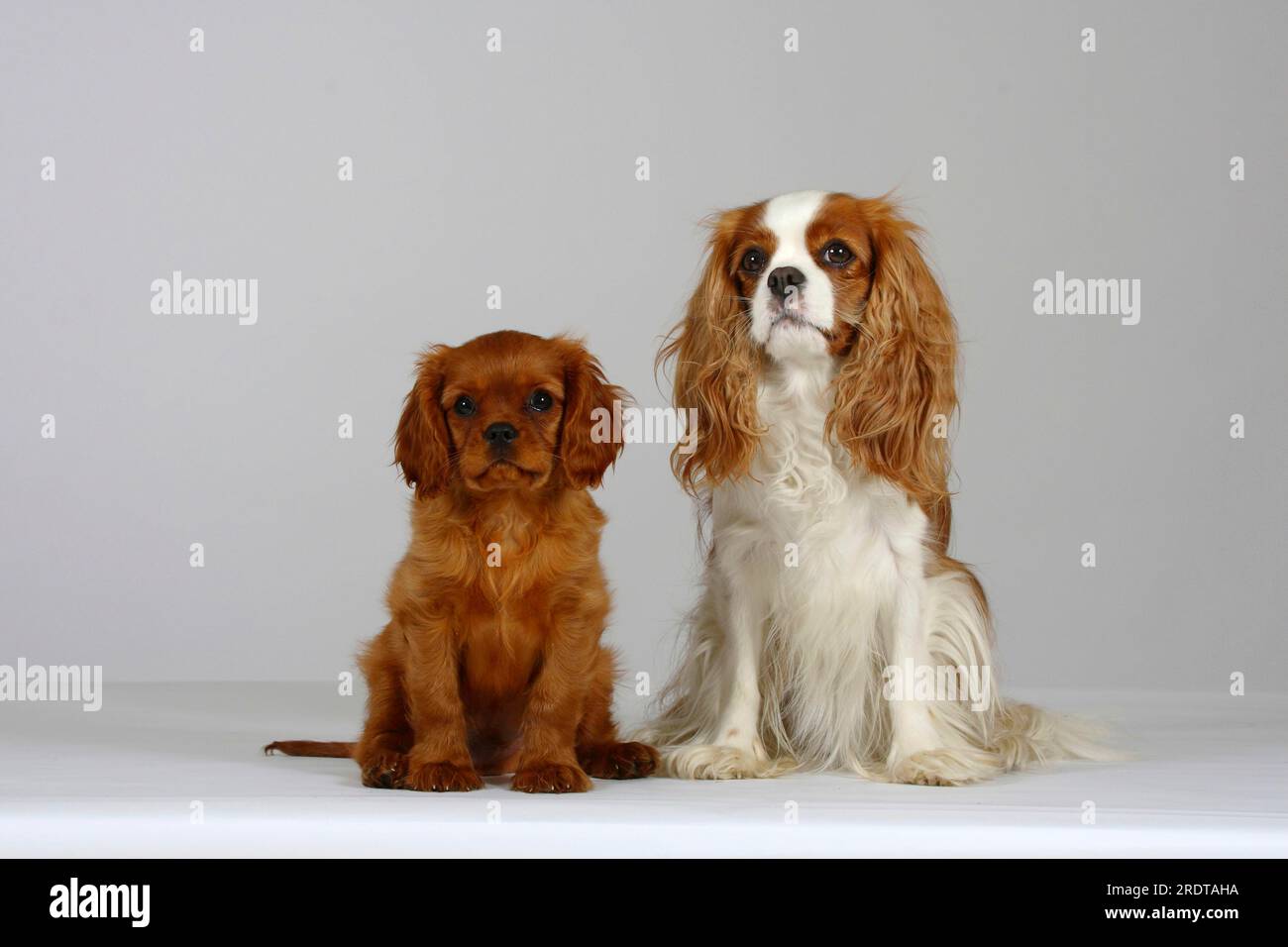 Cavalier King Charles Spaniel with puppy, 11 weeks, Blenheim and ruby ...