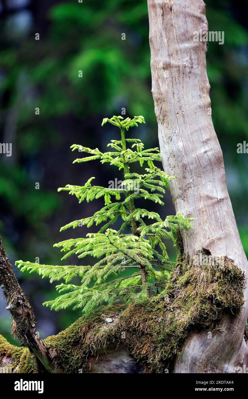 Norway Spruce (Picea abies) growing on dead deciduous tree, national ...