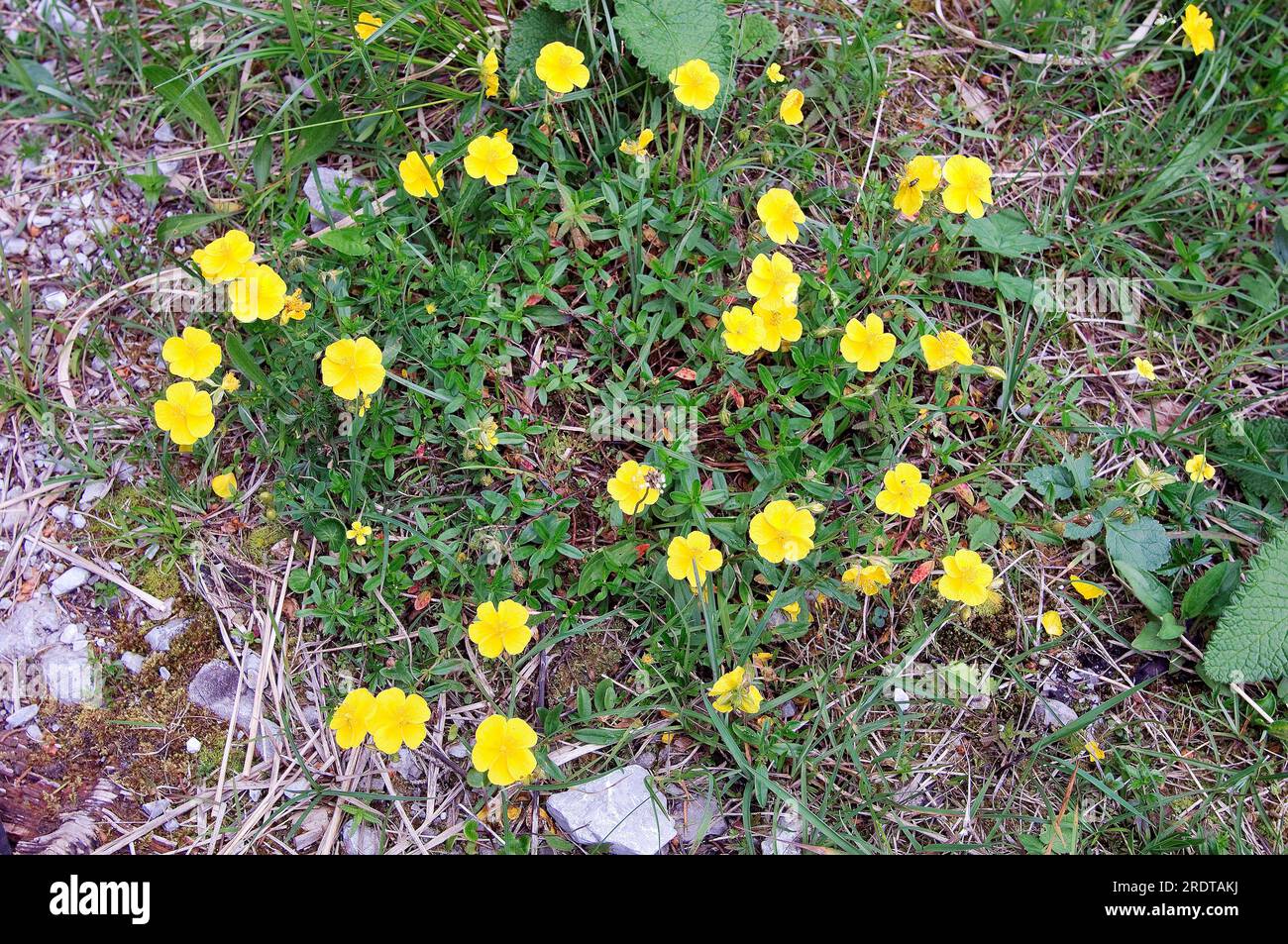Rock Rose (Helianthemum nummularium), national park Berchtesgaden ...