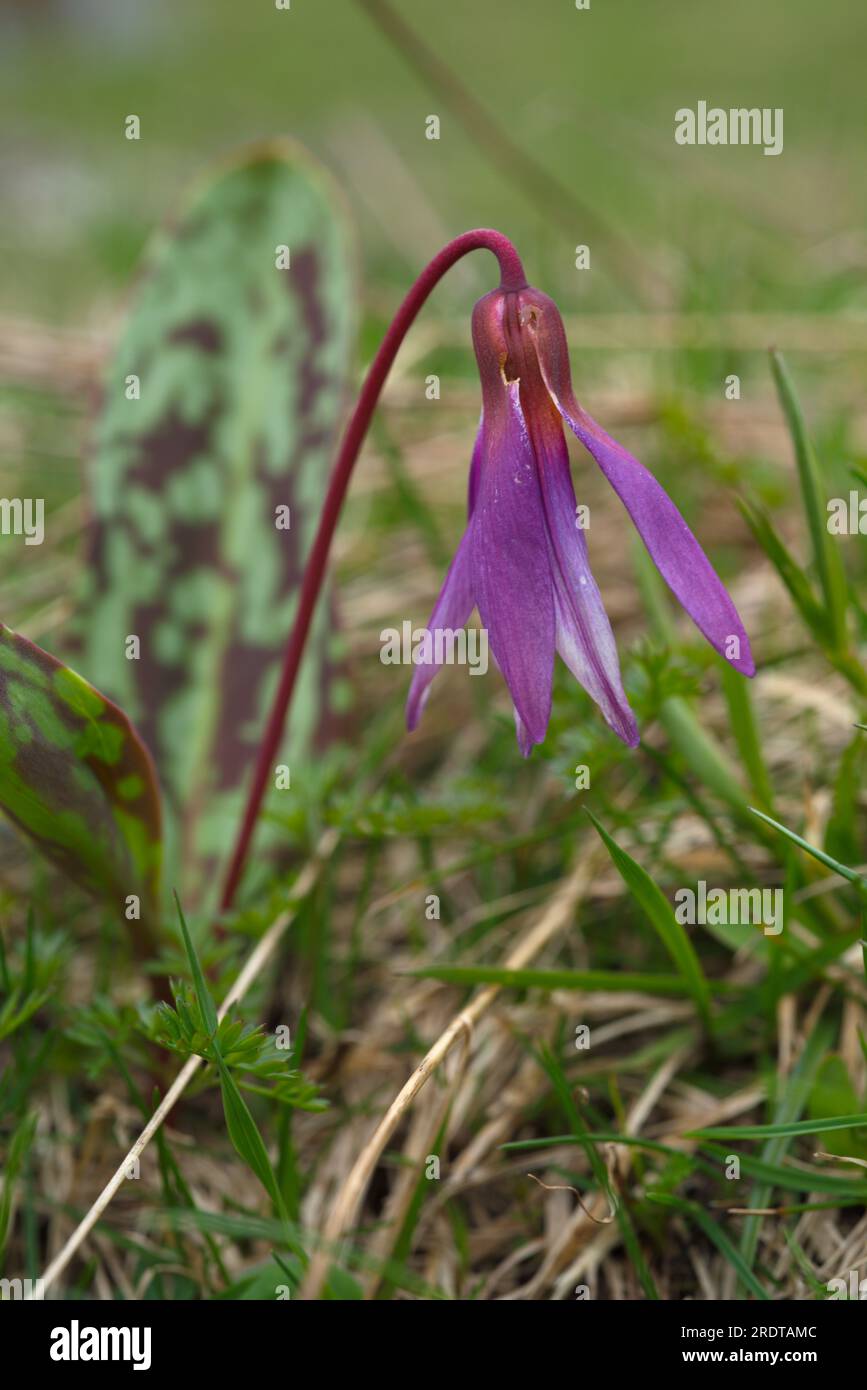 dog's-tooth-violet flower, flor de diente de perro,Erythronium dens ...