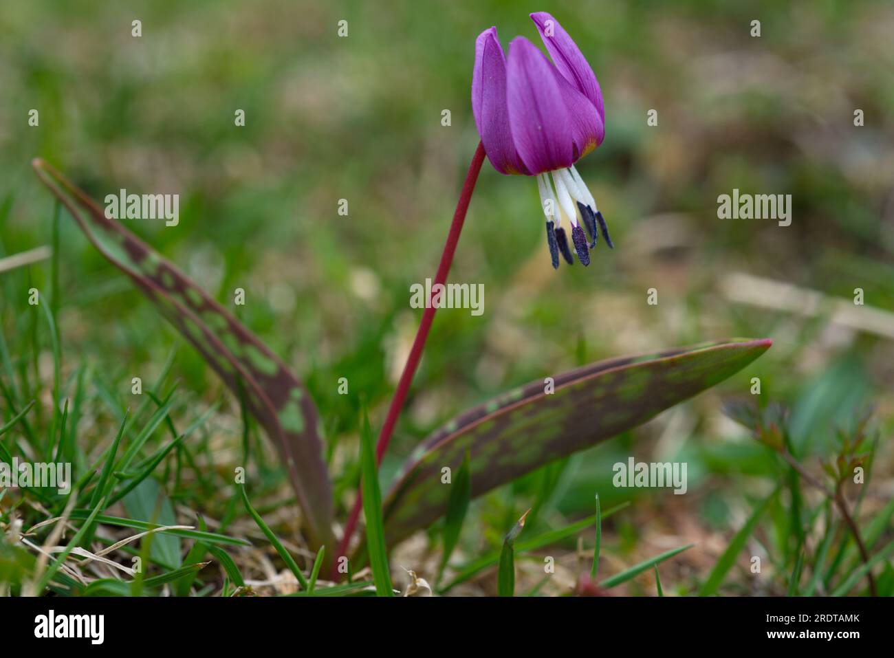dog's-tooth-violet flower, flor de diente de perro,Erythronium dens ...
