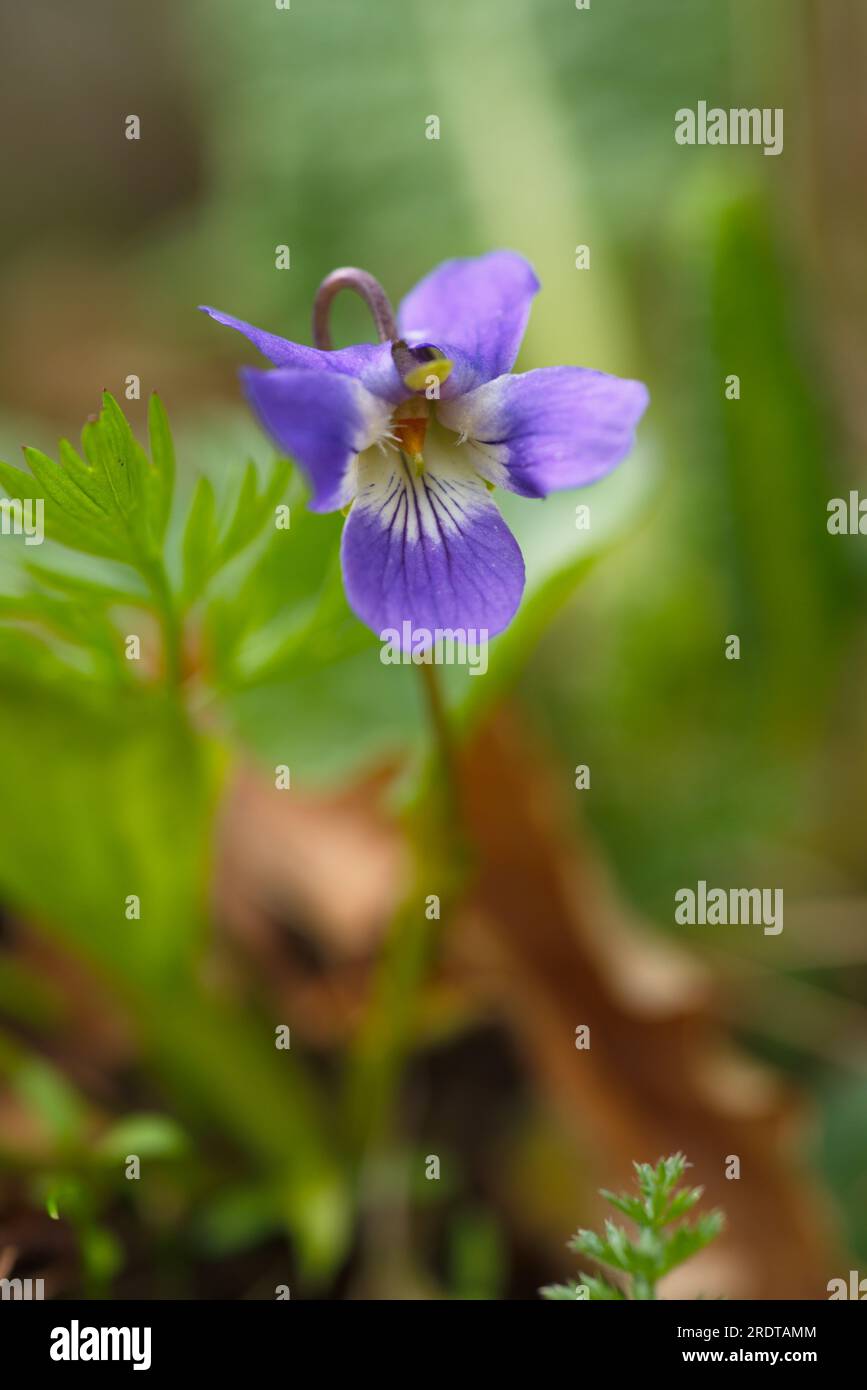 violet flower of Viola sp. Flor violeta de Viola sp Stock Photo - Alamy