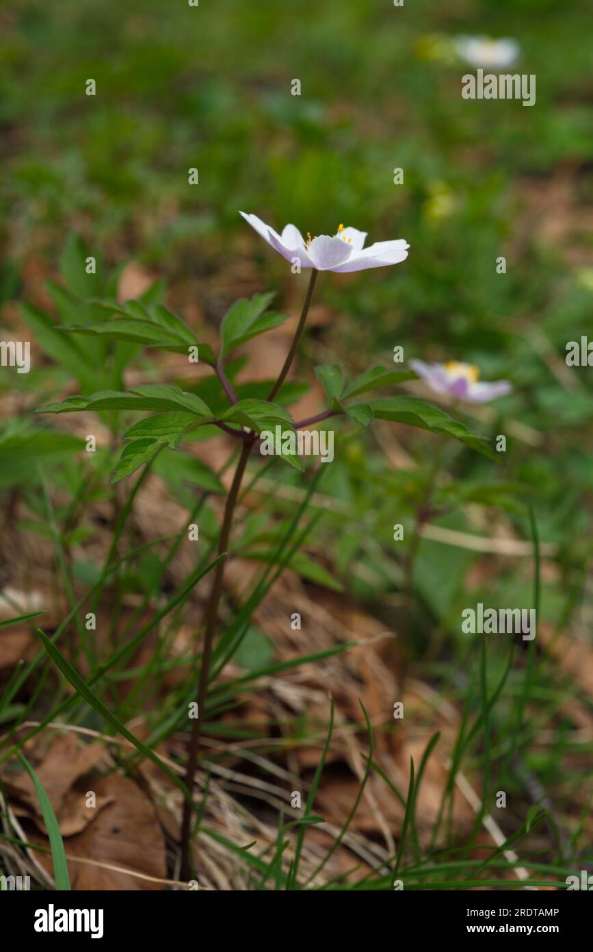 Anemone blanca hi-res stock photography and images - Alamy