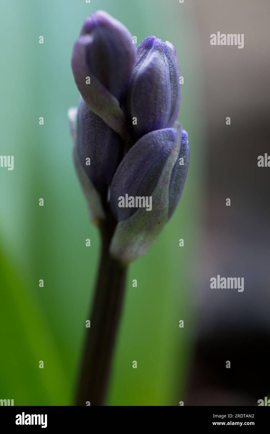 Scilla azul hi-res stock photography and images - Alamy
