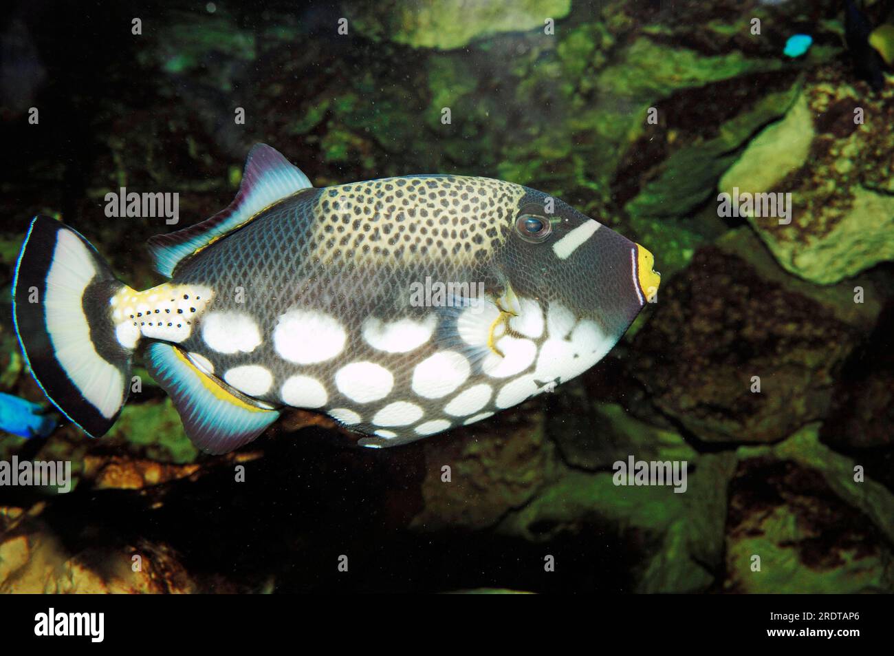 Clown triggerfish (Balistoides conspicillum), leopard triggerfish ...