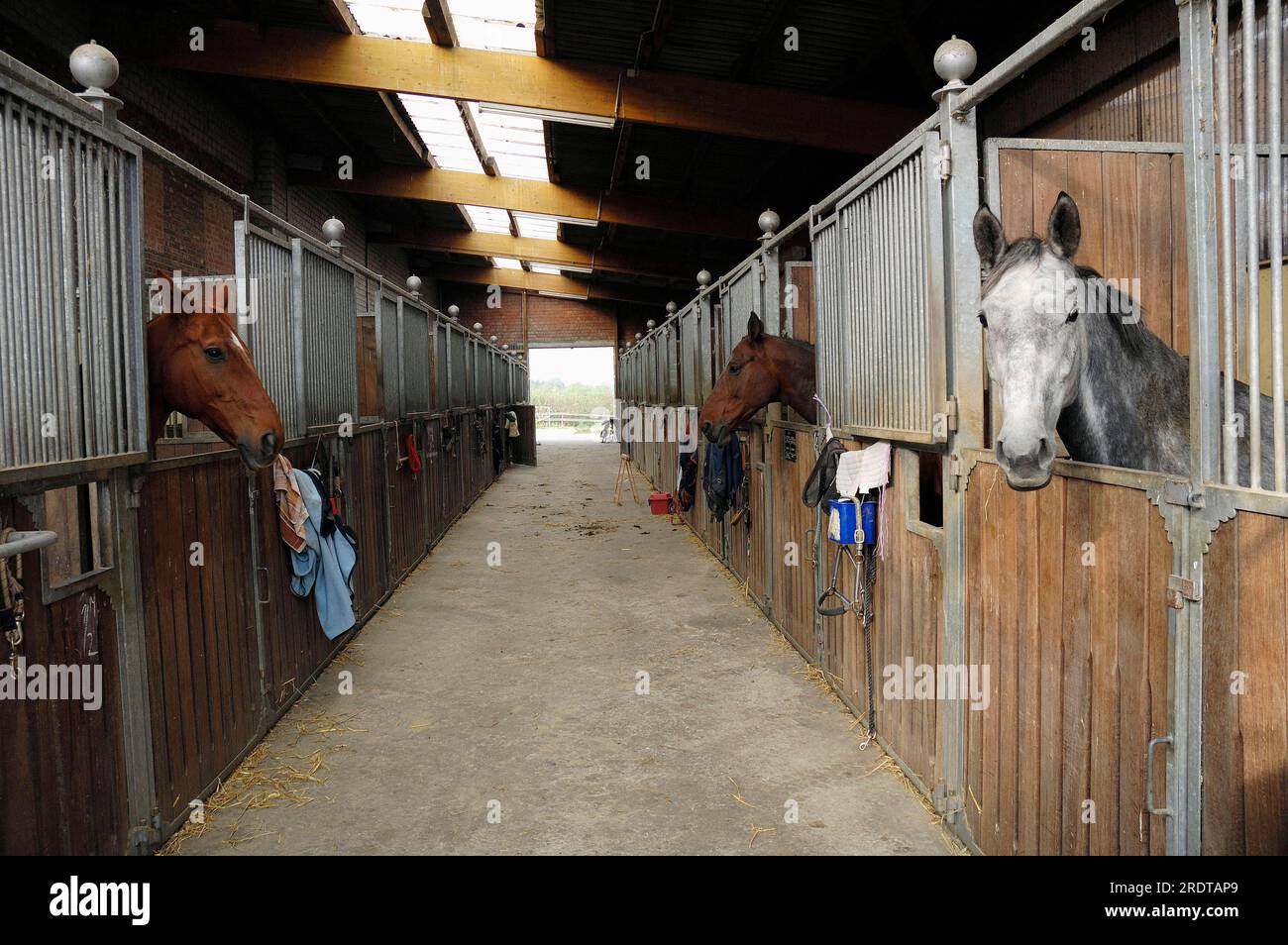 Domestic horses in stable, North Rhine-Westphalia, Germany, horse ...