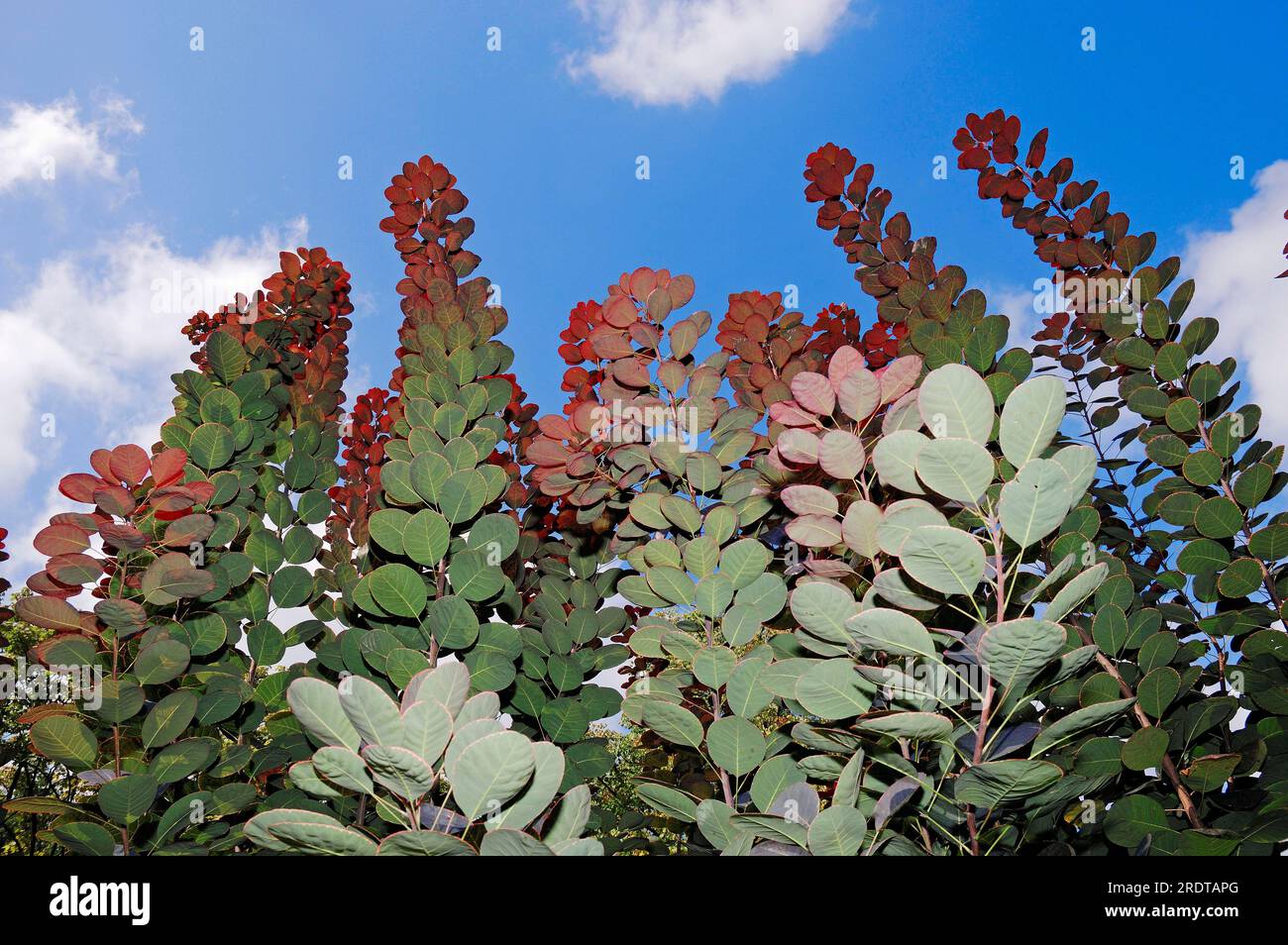 European Smoketree, Smoke Bush (Cotinus coggygria Stock Photo - Alamy
