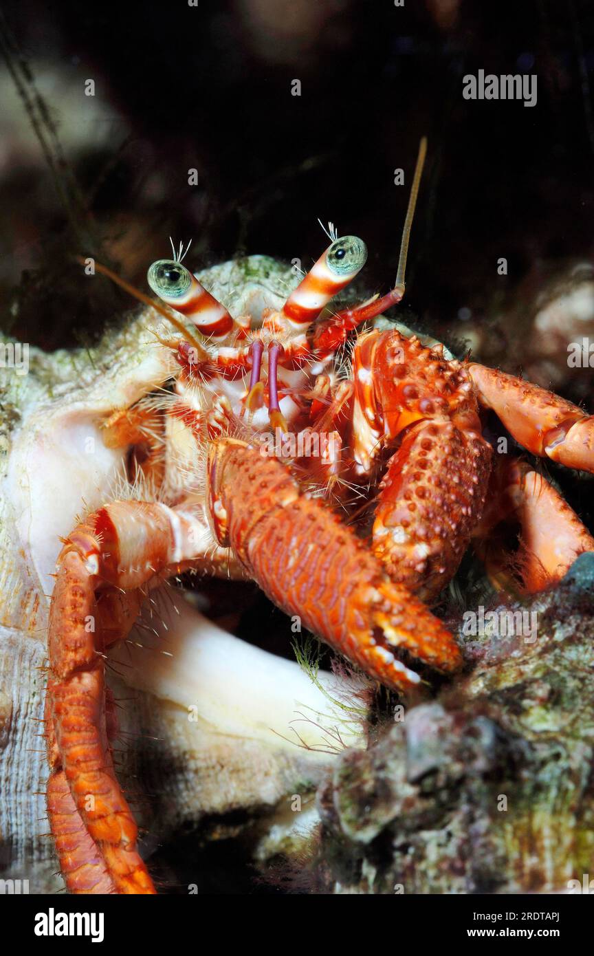 Common hermit crab eupagurus hi-res stock photography and images - Alamy