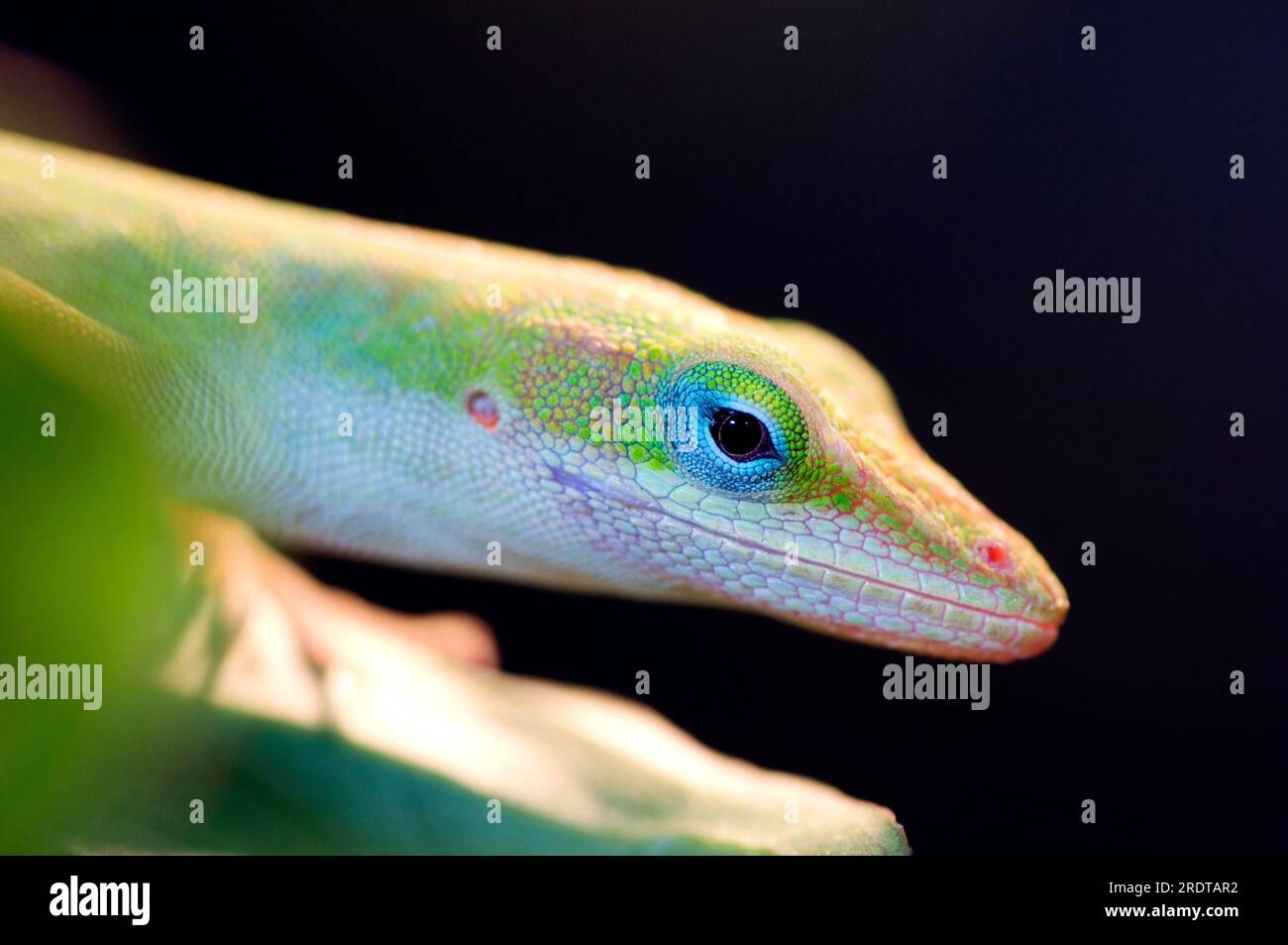 American green anole hi-res stock photography and images - Alamy