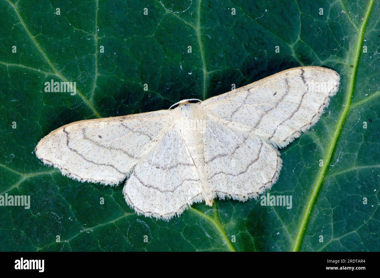Common White Wave, North Rhine-Westphalia, Germany (Cabera pusaria ...