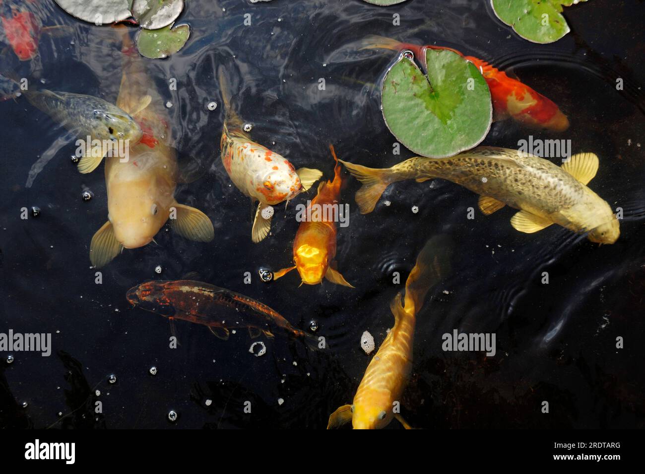 Common carp (Cyprinus carpio Stock Photo - Alamy