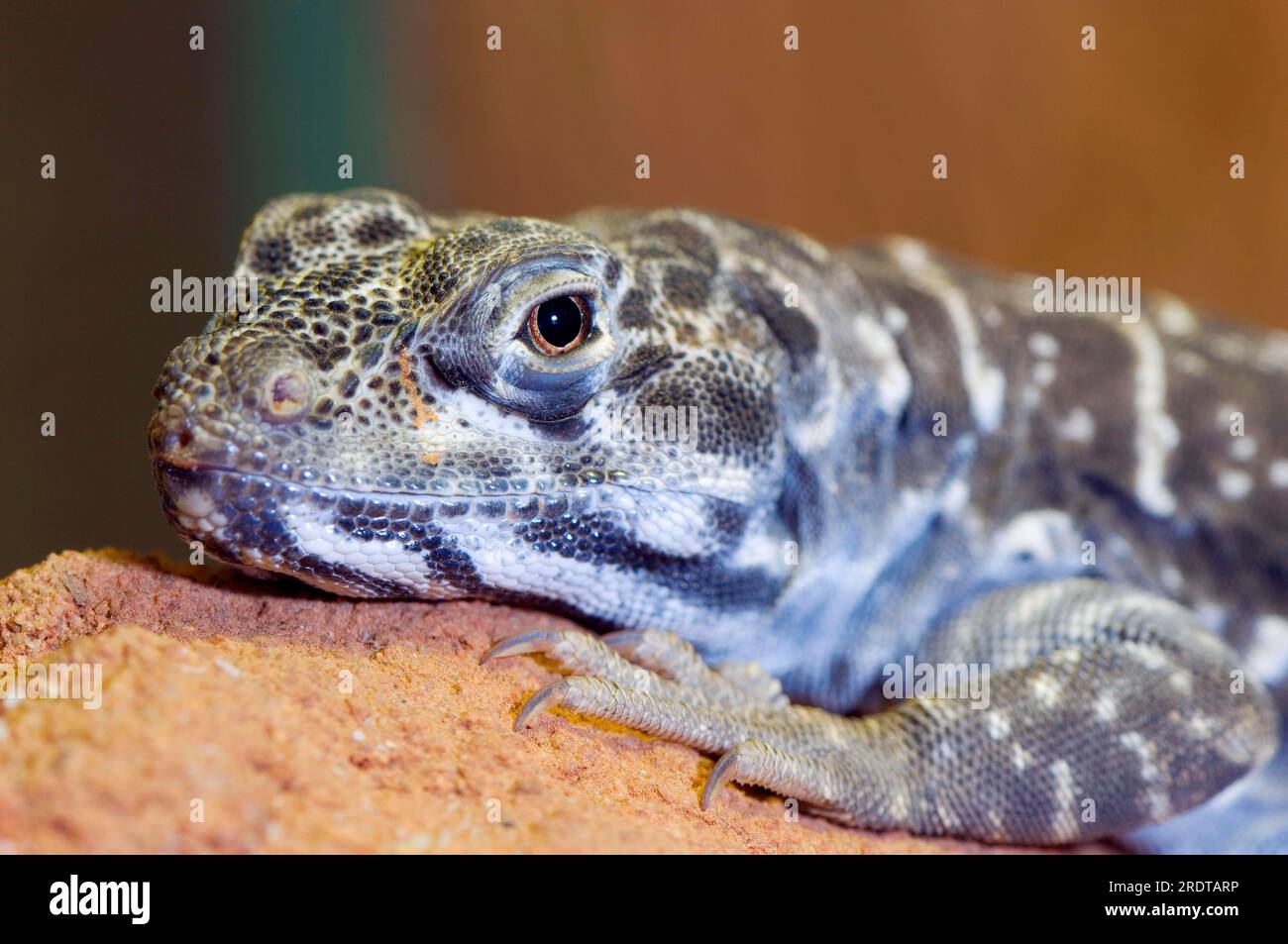 African spiny tailed lizard uromastyx hi-res stock photography and ...