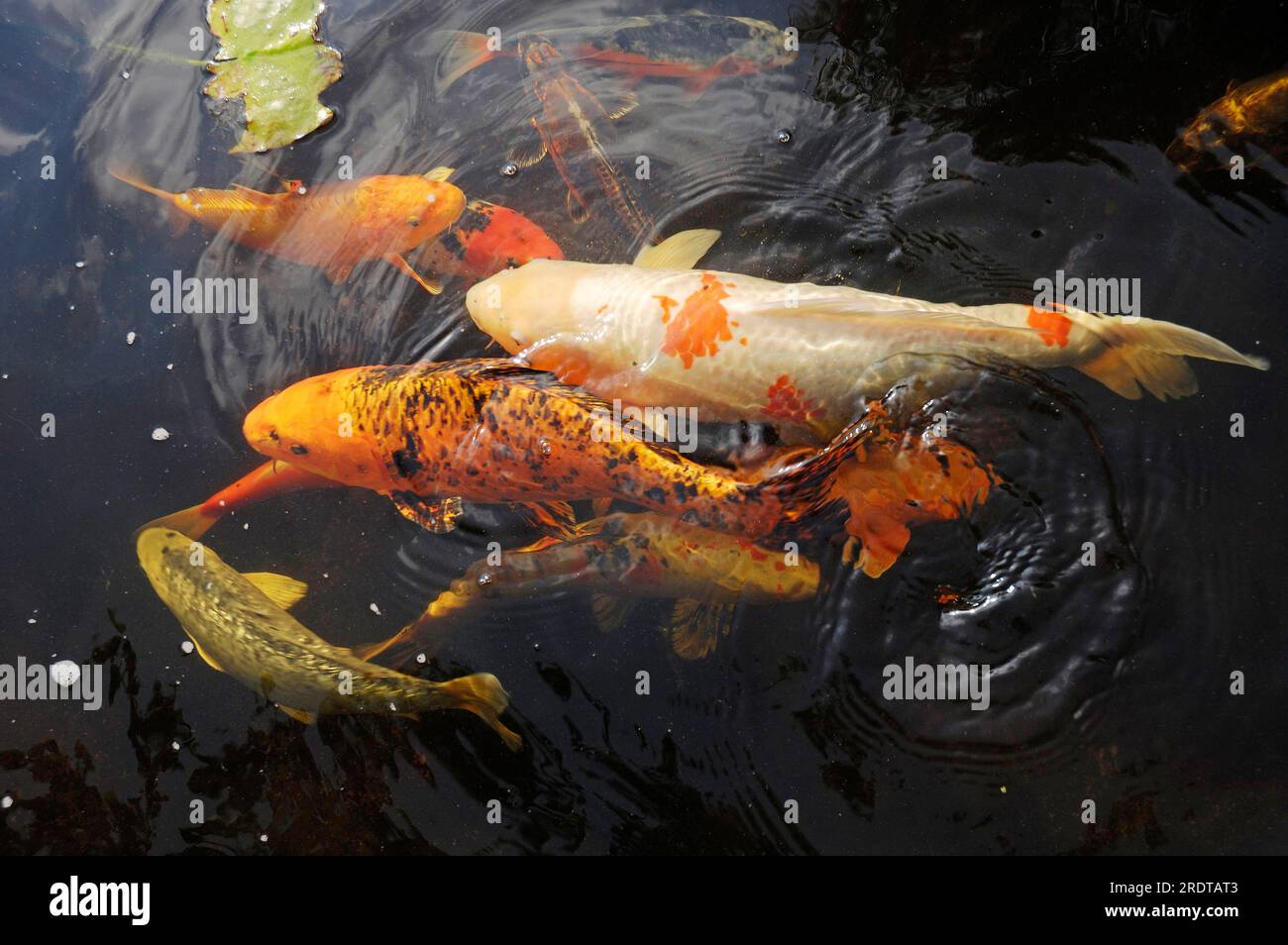 Common carp (Cyprinus carpio Stock Photo - Alamy