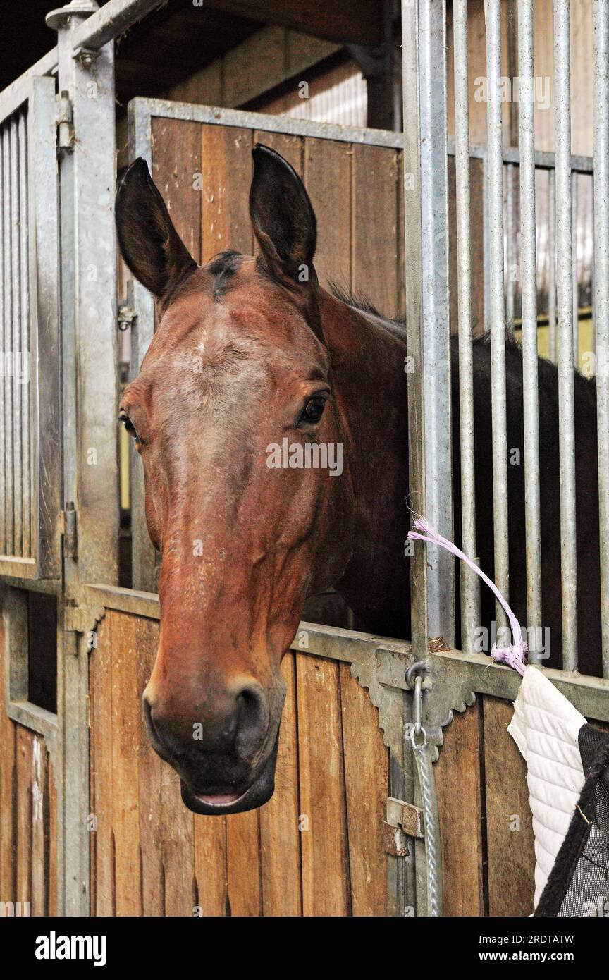 Domestic horse in stable, North Rhine-Westphalia, Germany, horse stable ...