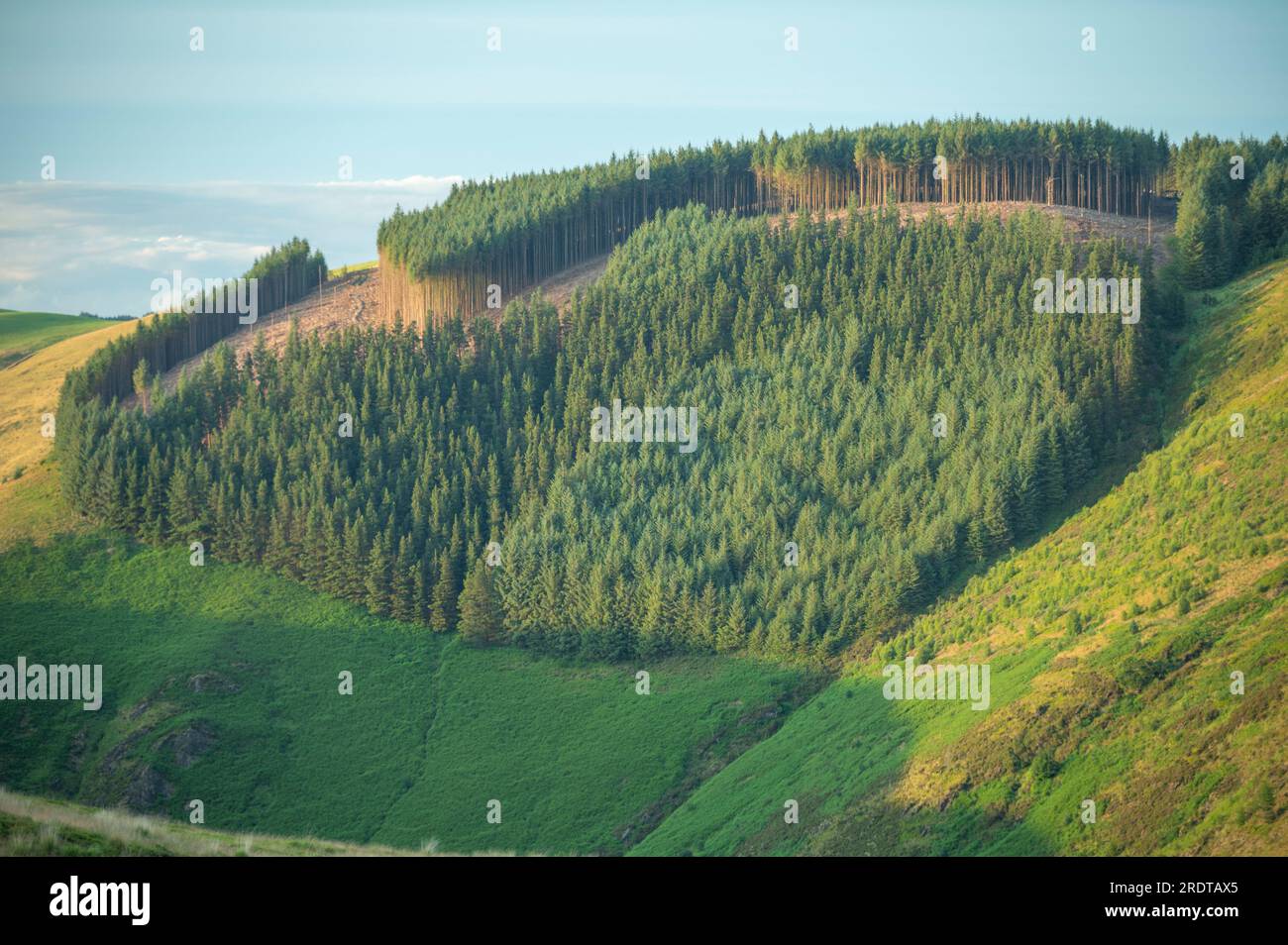 Clearfell forestry above the Afon Doethie, Mid-Wales, UK Stock Photo ...