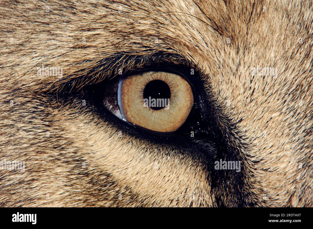 African Lion (Panthera leo), eye Stock Photo - Alamy