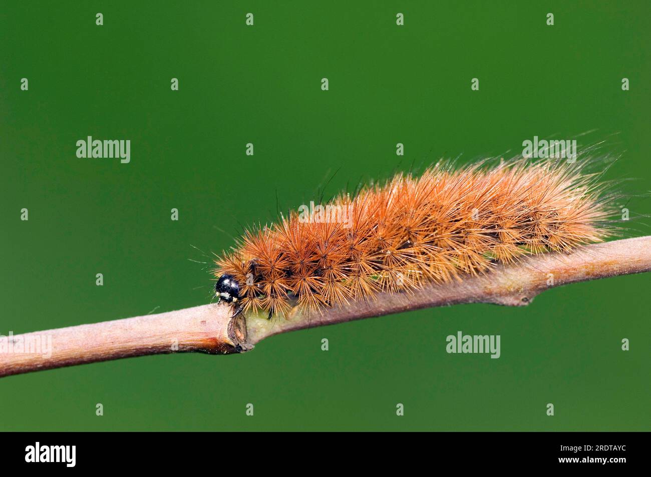 Ruby Tiger (Phragmatobia fuliginosa) Moth, caterpillar, North Rhine ...