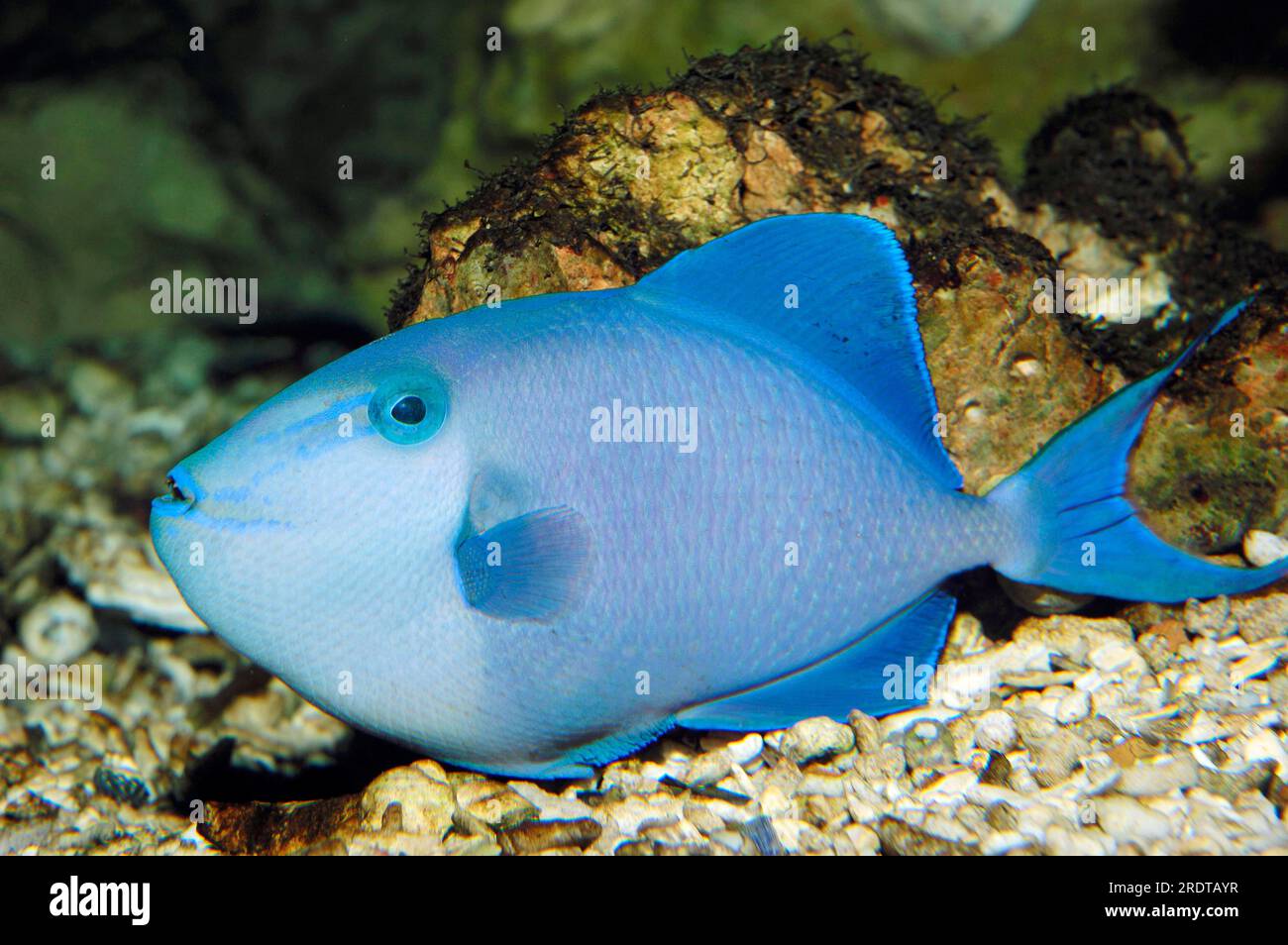 Blue finned triggerfish hi-res stock photography and images - Alamy