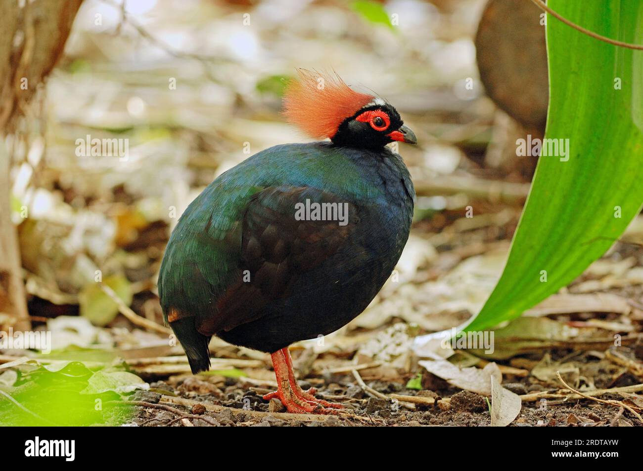 Crested Wood Partridge, male (Rollulus roulroul), side Stock Photo - Alamy