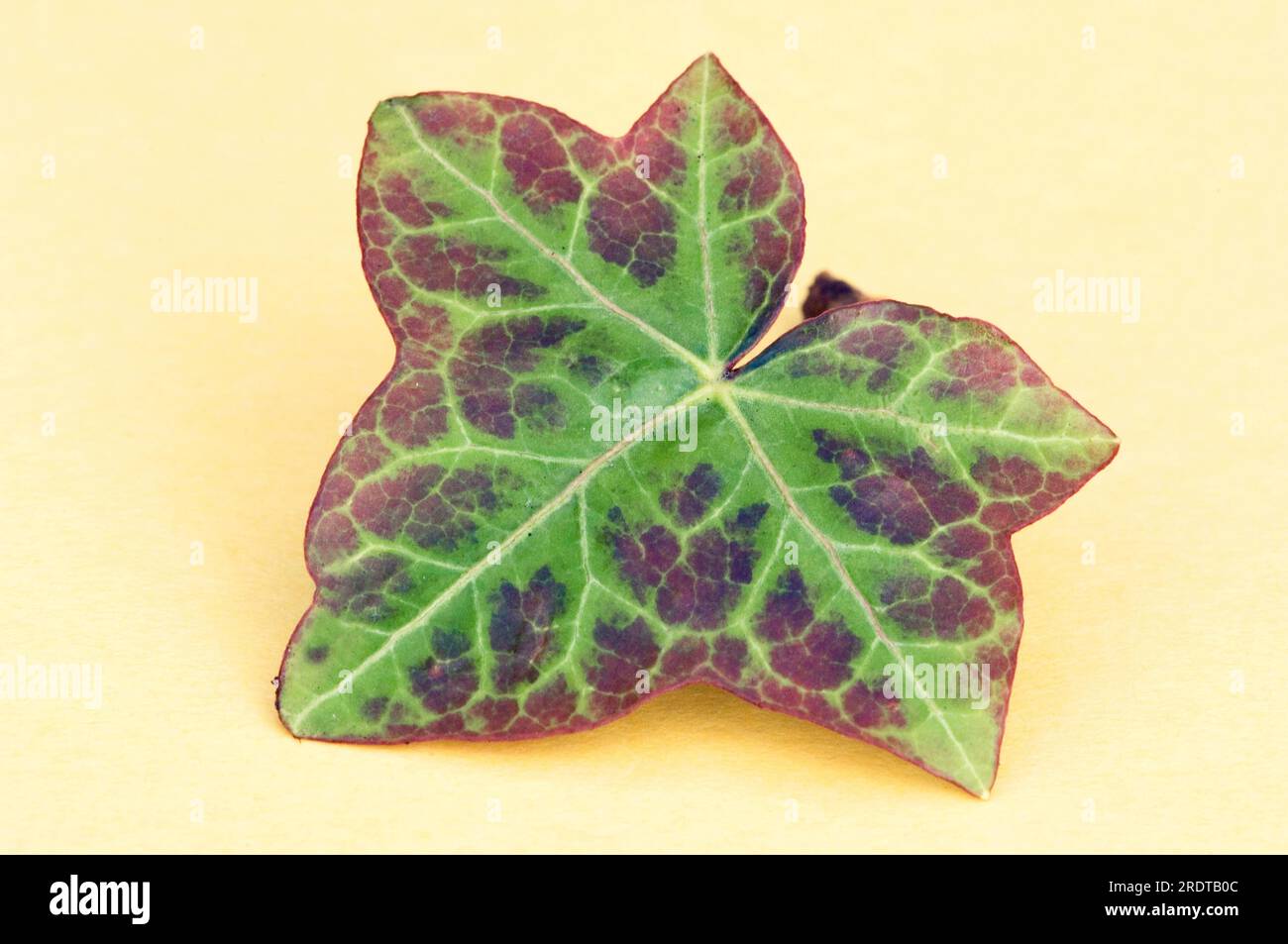 Common ivy (Hedera helix), leaf, North Rhine-Westphalia, Germany Stock ...
