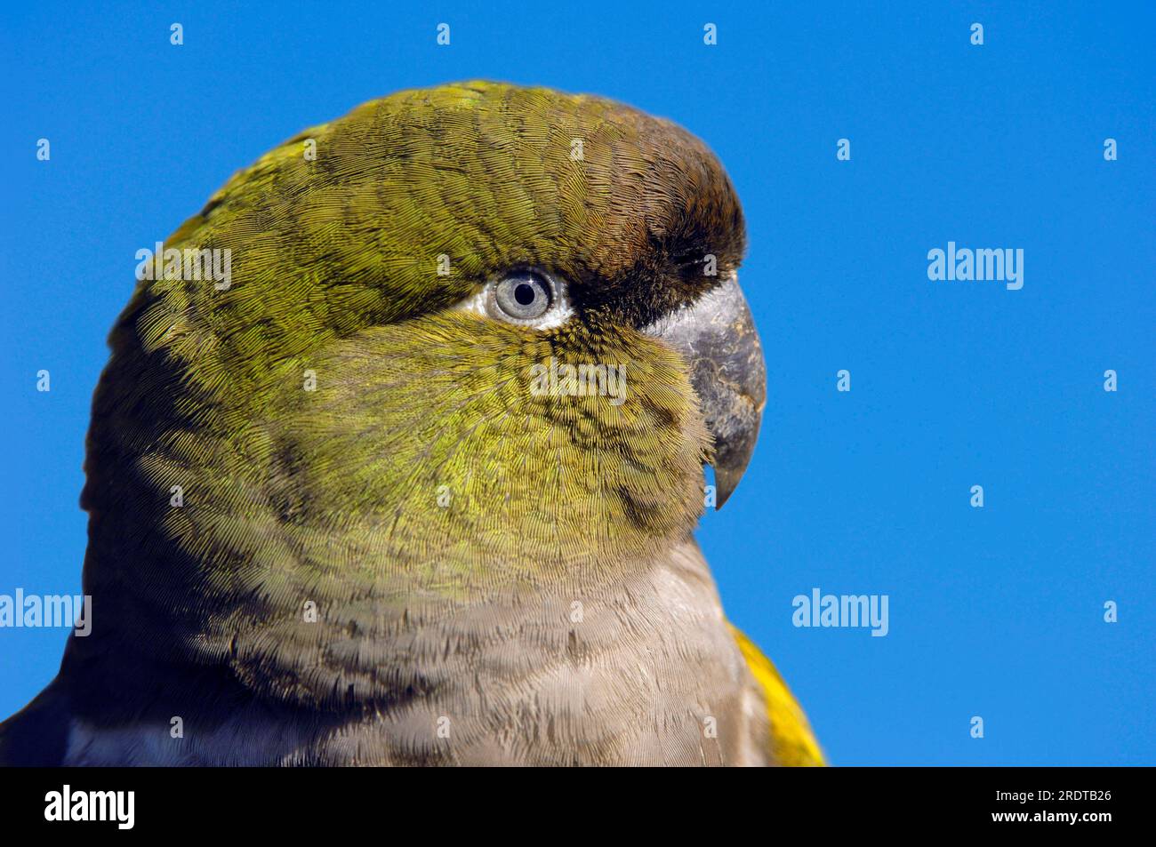 Burrowing parrot (Cyanoliseus patagonus), lateral Stock Photo - Alamy