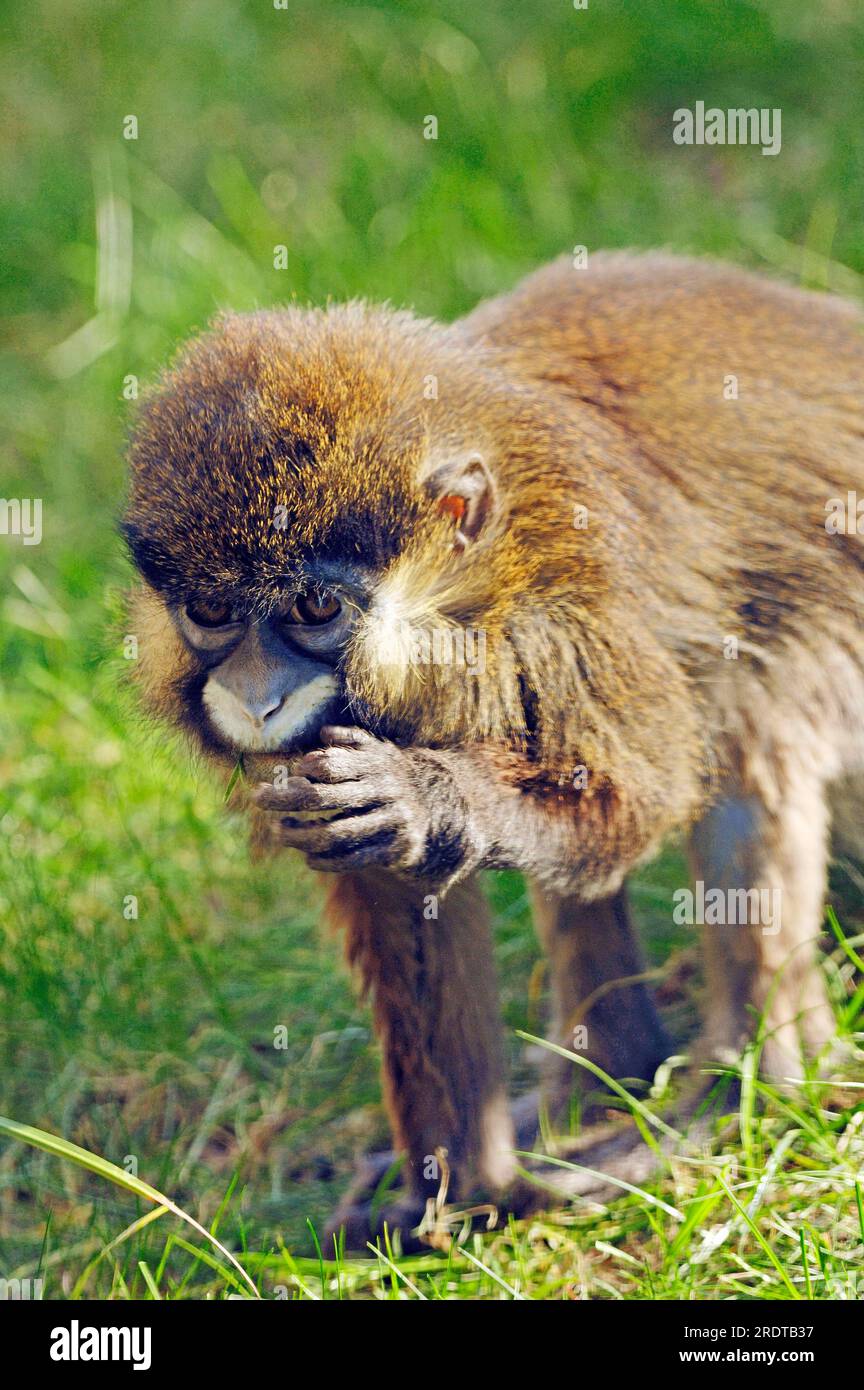 Moustached monkey or mustached monkey cercopithecus cephus hi-res stock ...