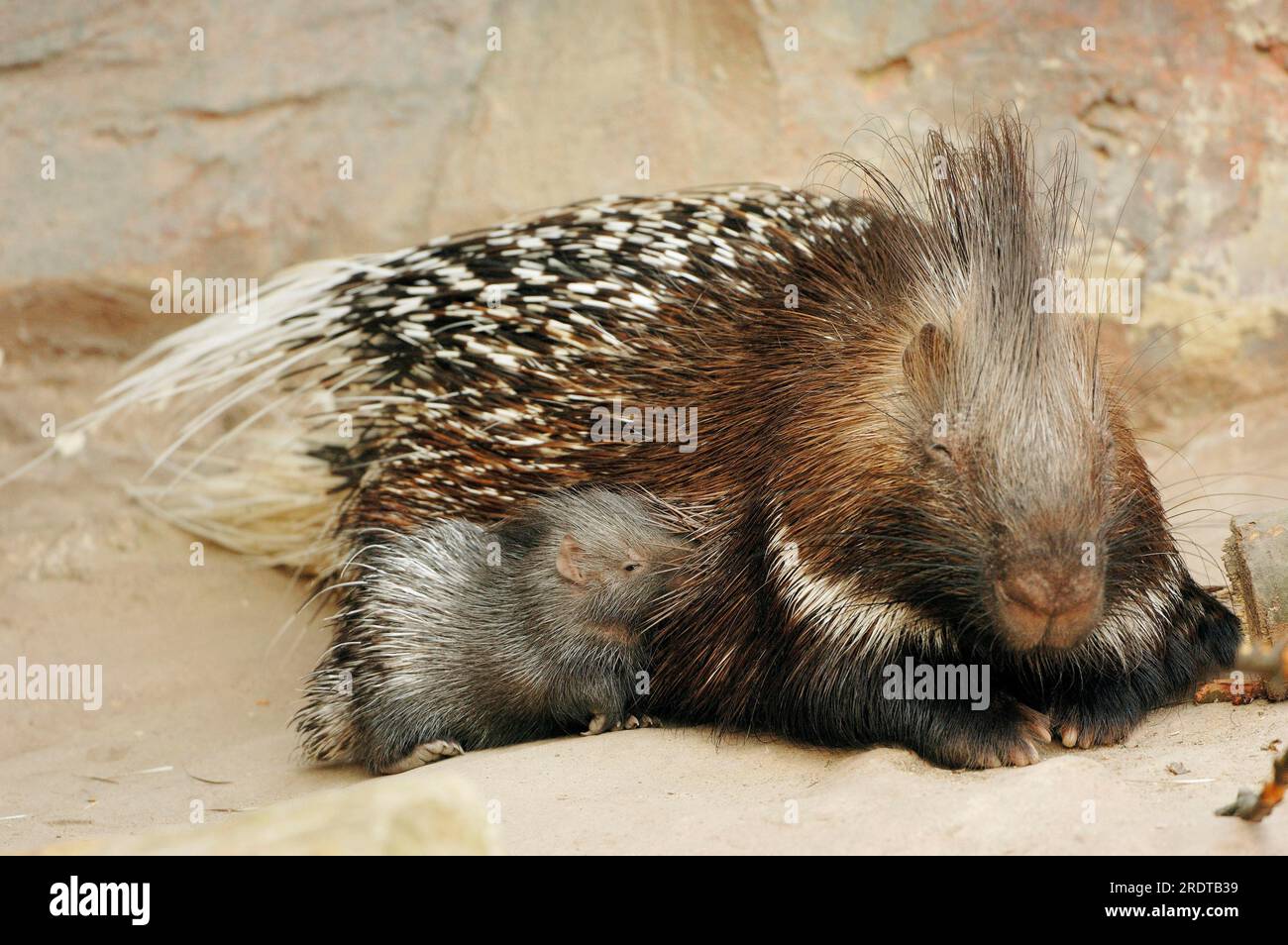Indian Porcupine with young (Hystrix leucura), Indian Crested ...