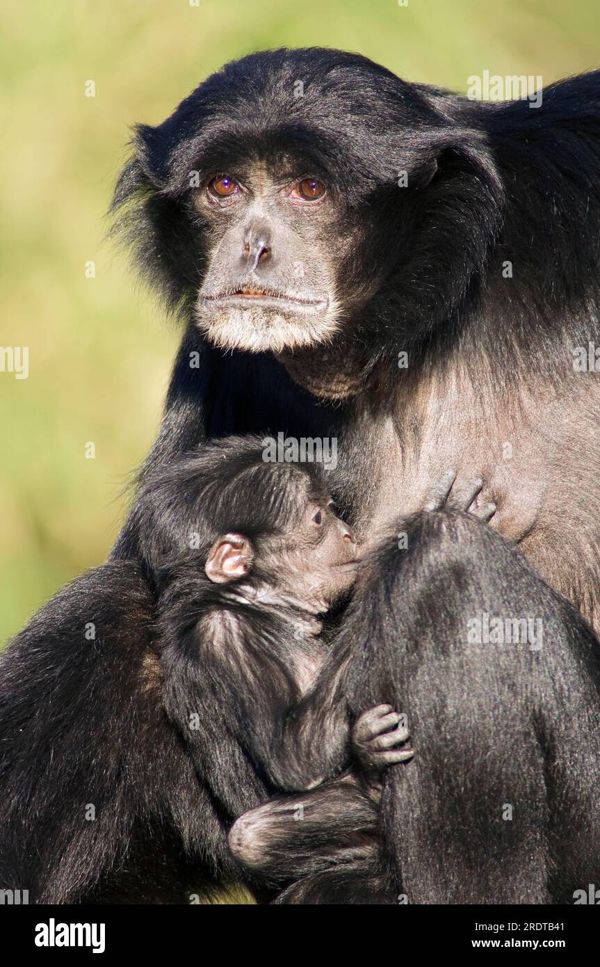 Siamang (Symphalangus syndactylus), female with young (Hylobates ...