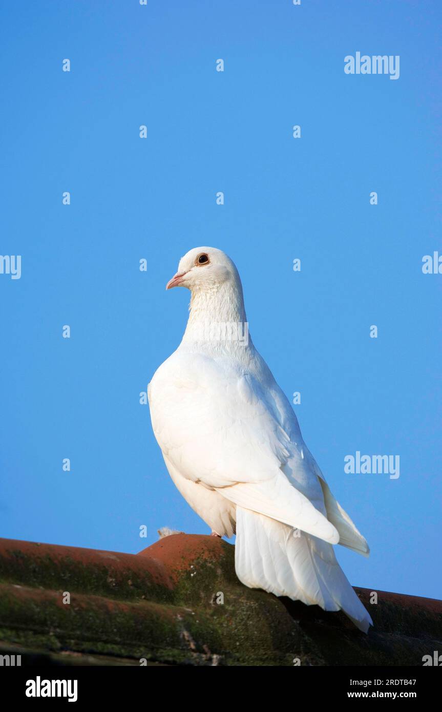 Peacock Dove, Peacock Pigeon, Domestic Pigeon Stock Photo - Alamy