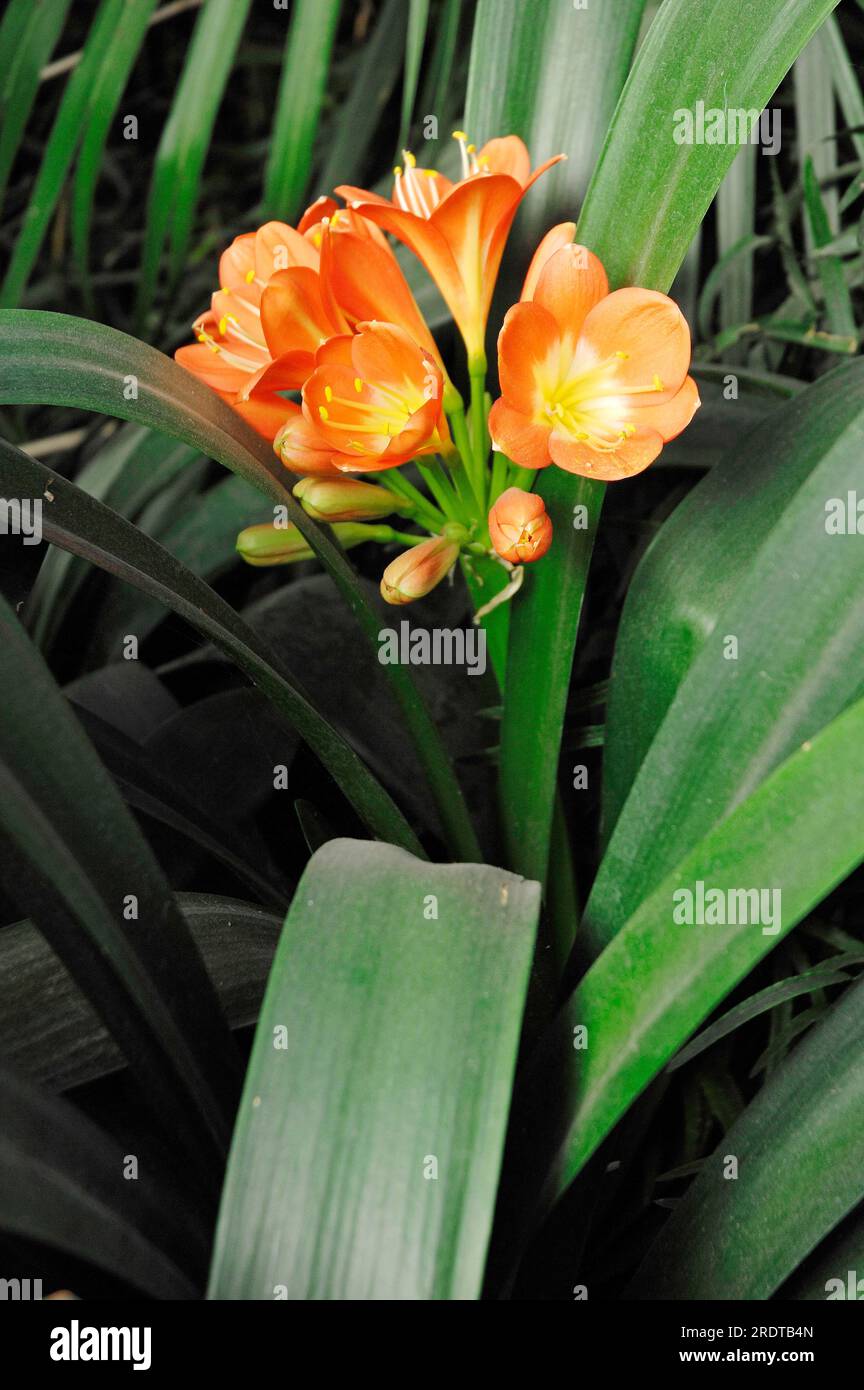Clivia (Clivia miniata Stock Photo - Alamy